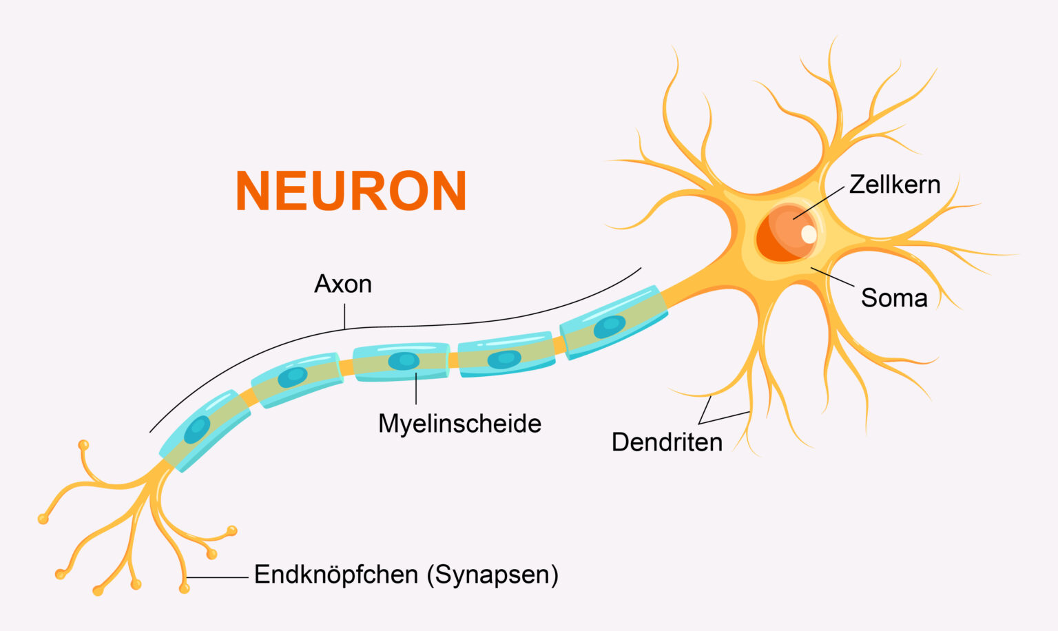 Patienten | MND-NET German Network for Motor Neuron Diseases